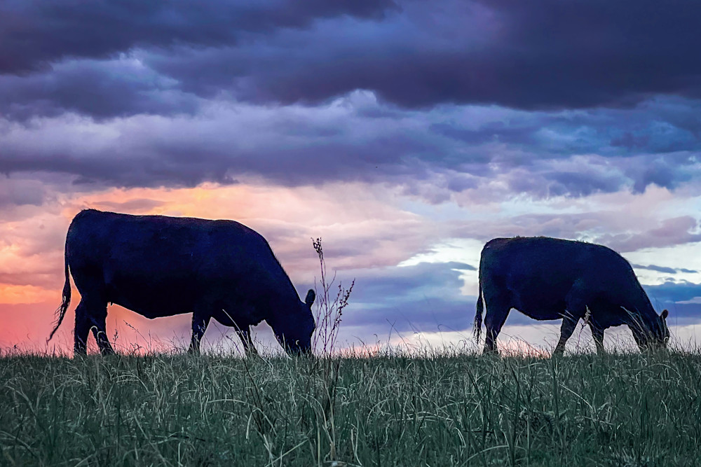 Colorado Cows Chow 01. Photography Art | Tom Gose Photography