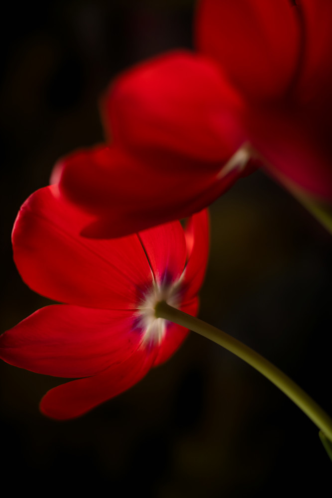 Red Tulip Note Card Set Art | Sally Halvorsen Photography