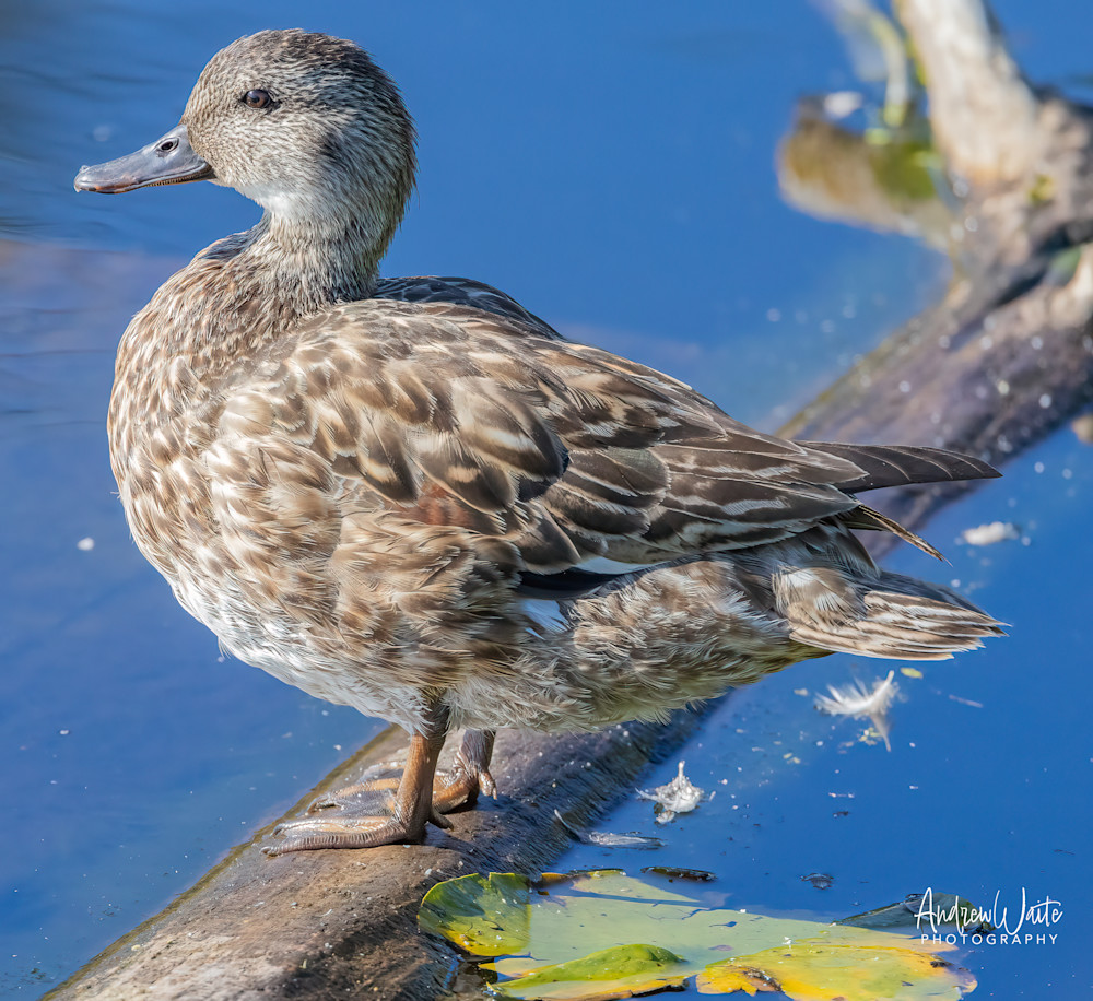 gadwall hen