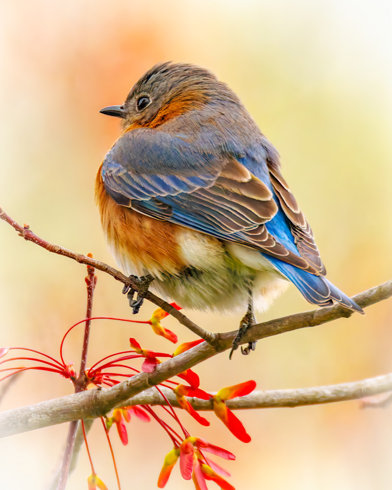 Eastern Bluebird Spring Colors