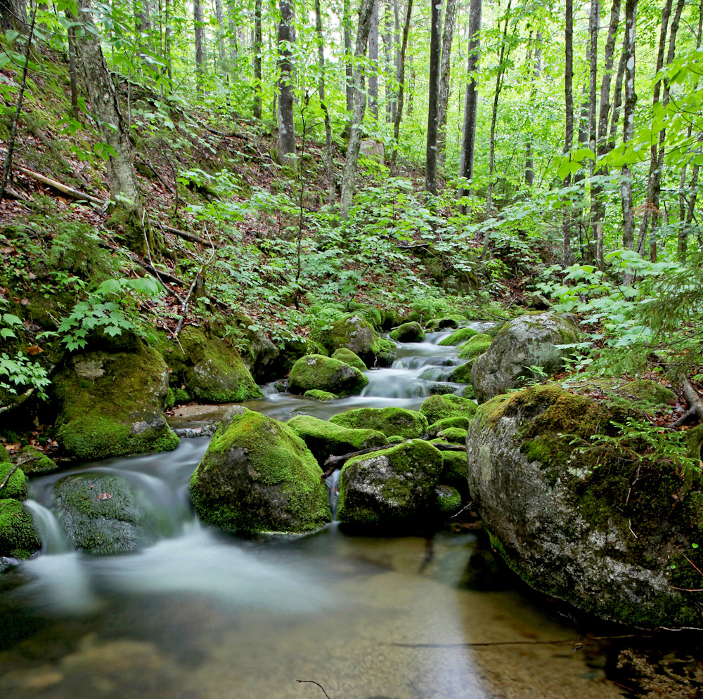 Mossy Brook V866gs Photography Art | Lori Davis Photography.com