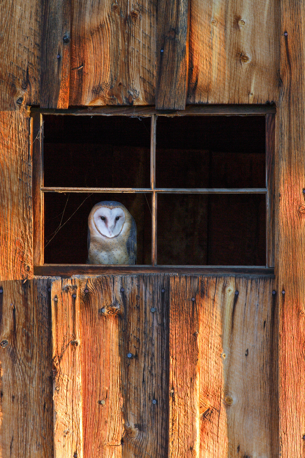 how to draw no2 on owl