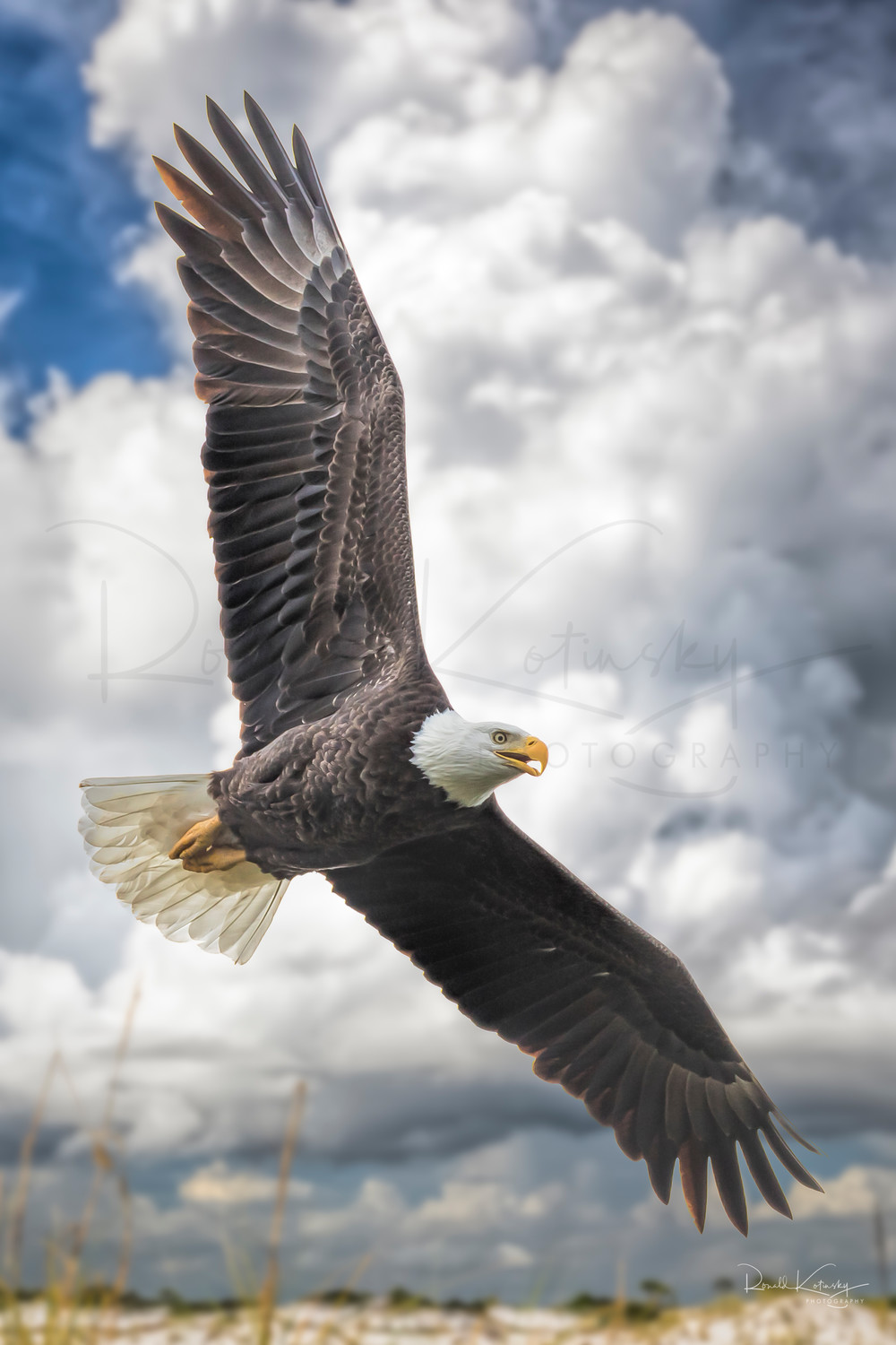 flying with the eagle