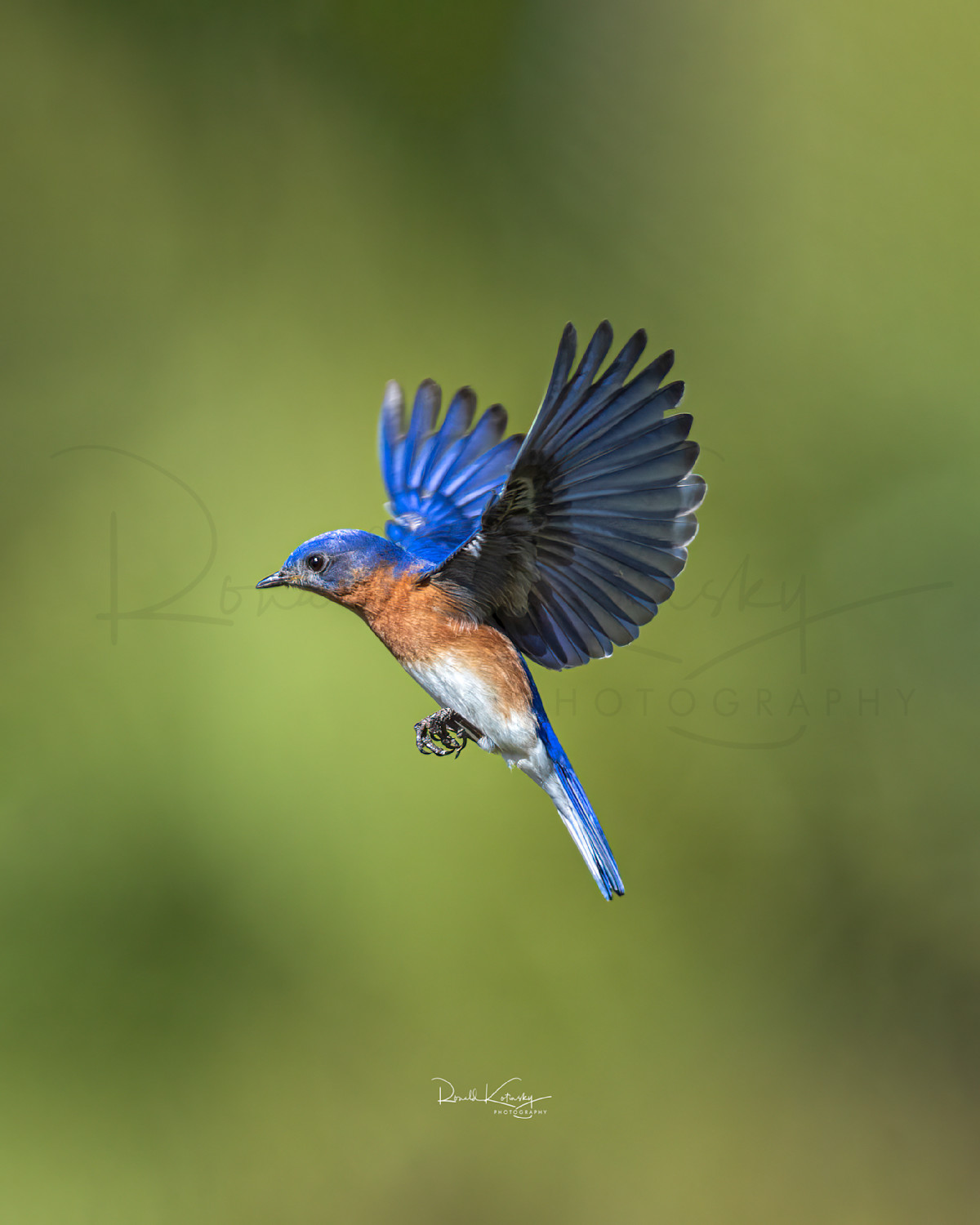 Bluebird in Flight