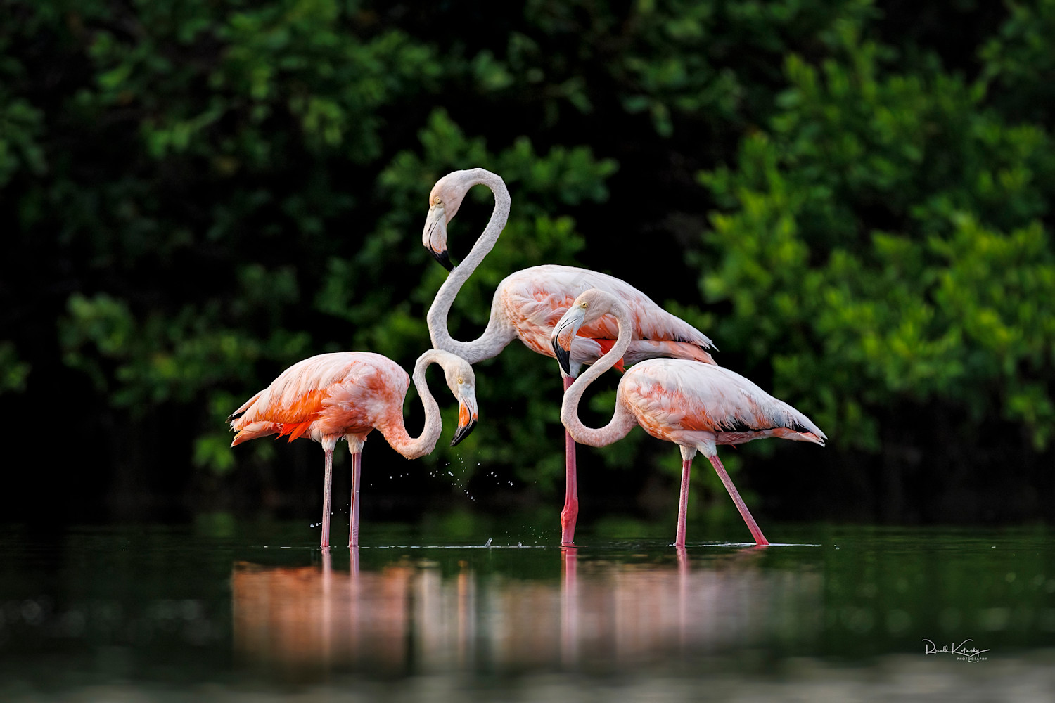 A Flamboyance of Flamingos