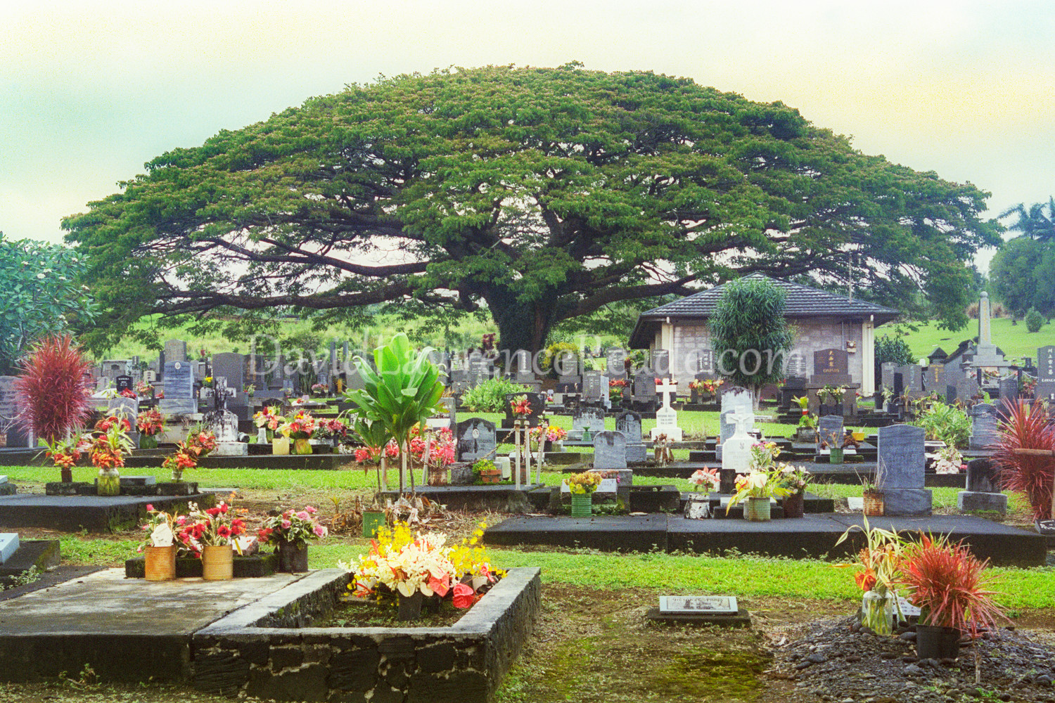 Hitachi Tree Art | David Lawrence Reade