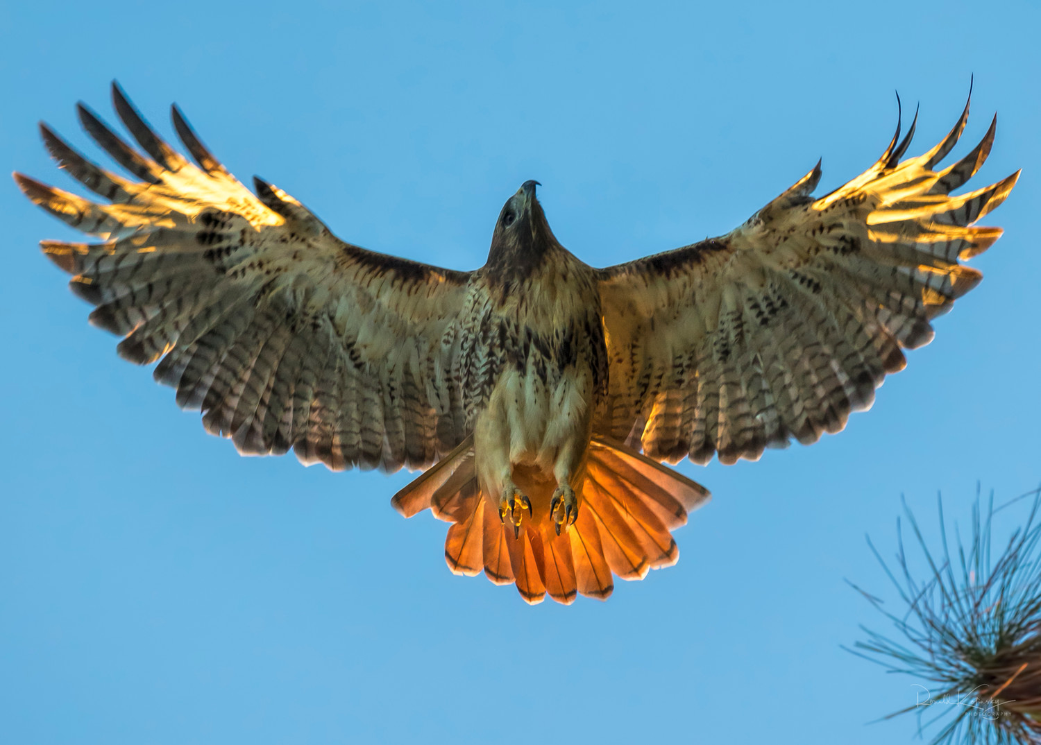 Firehawk Fine Art Photograph