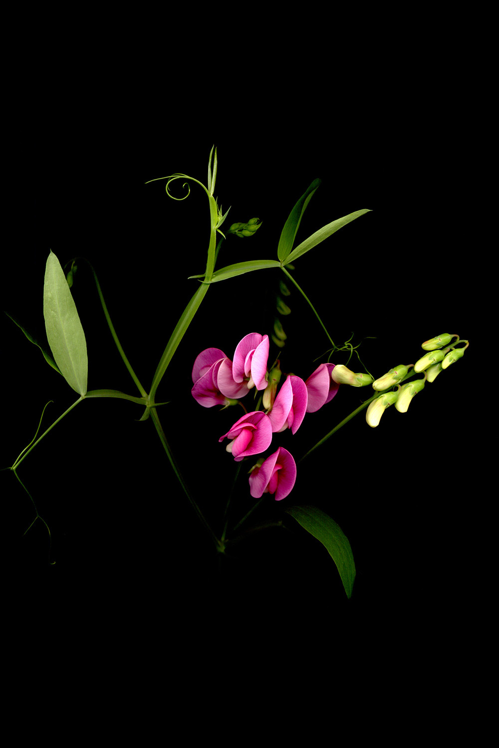 Sweat Pea Photo Print