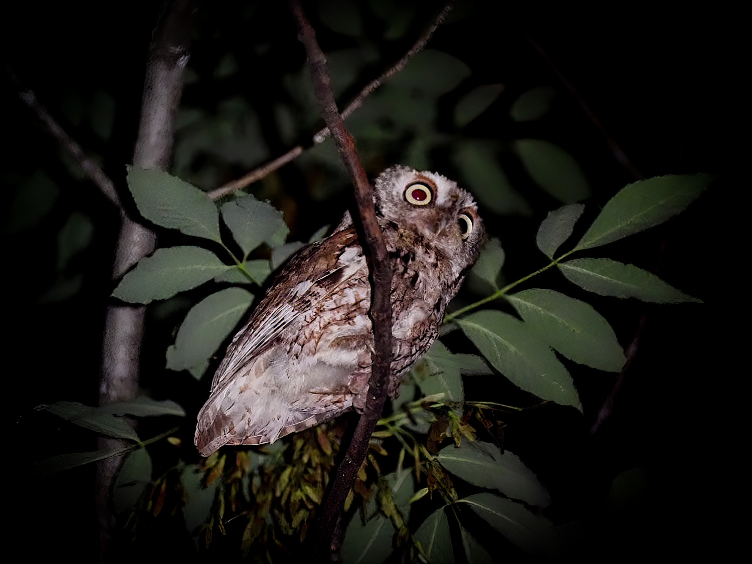 Night Owl