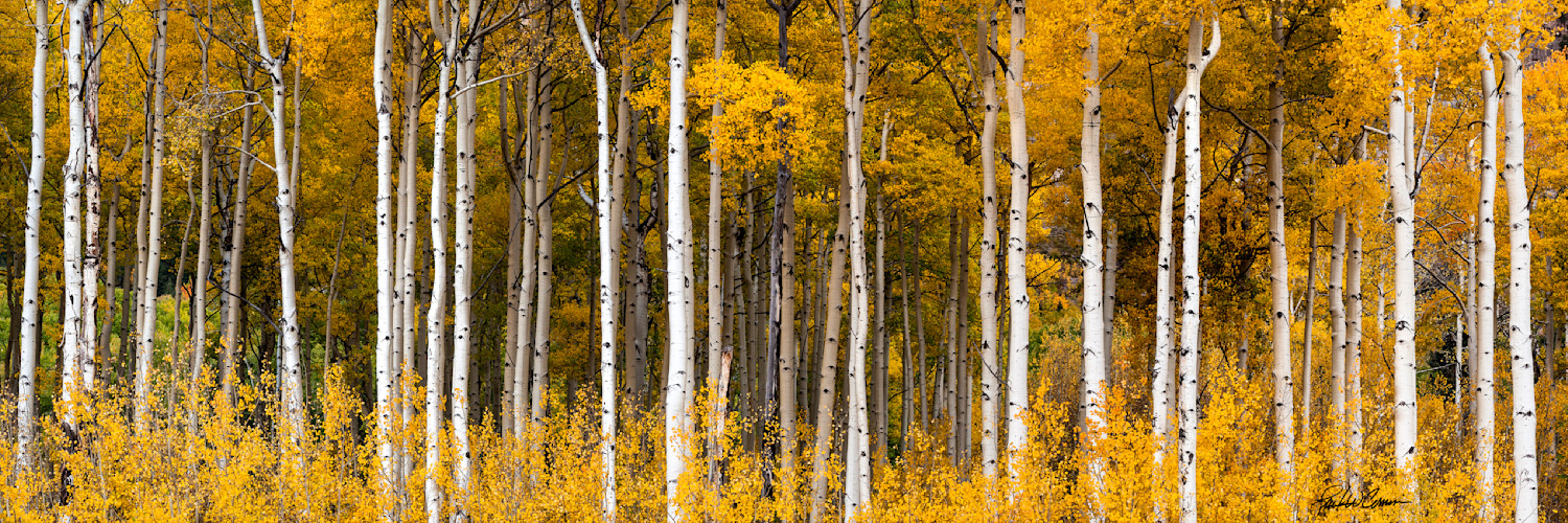 Aspen Panorama I Photography Art | Scenic Aperture
