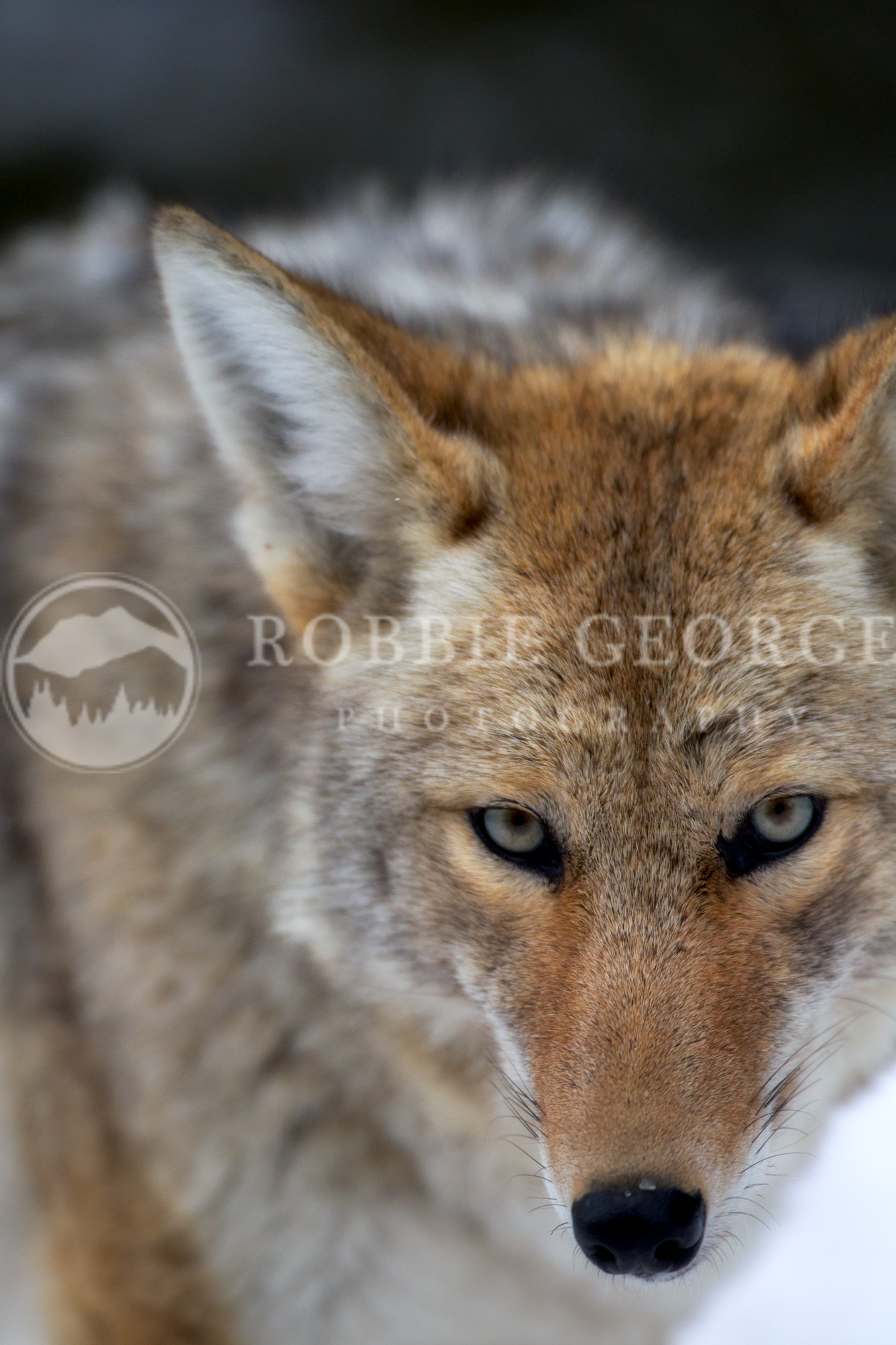 coyote eye