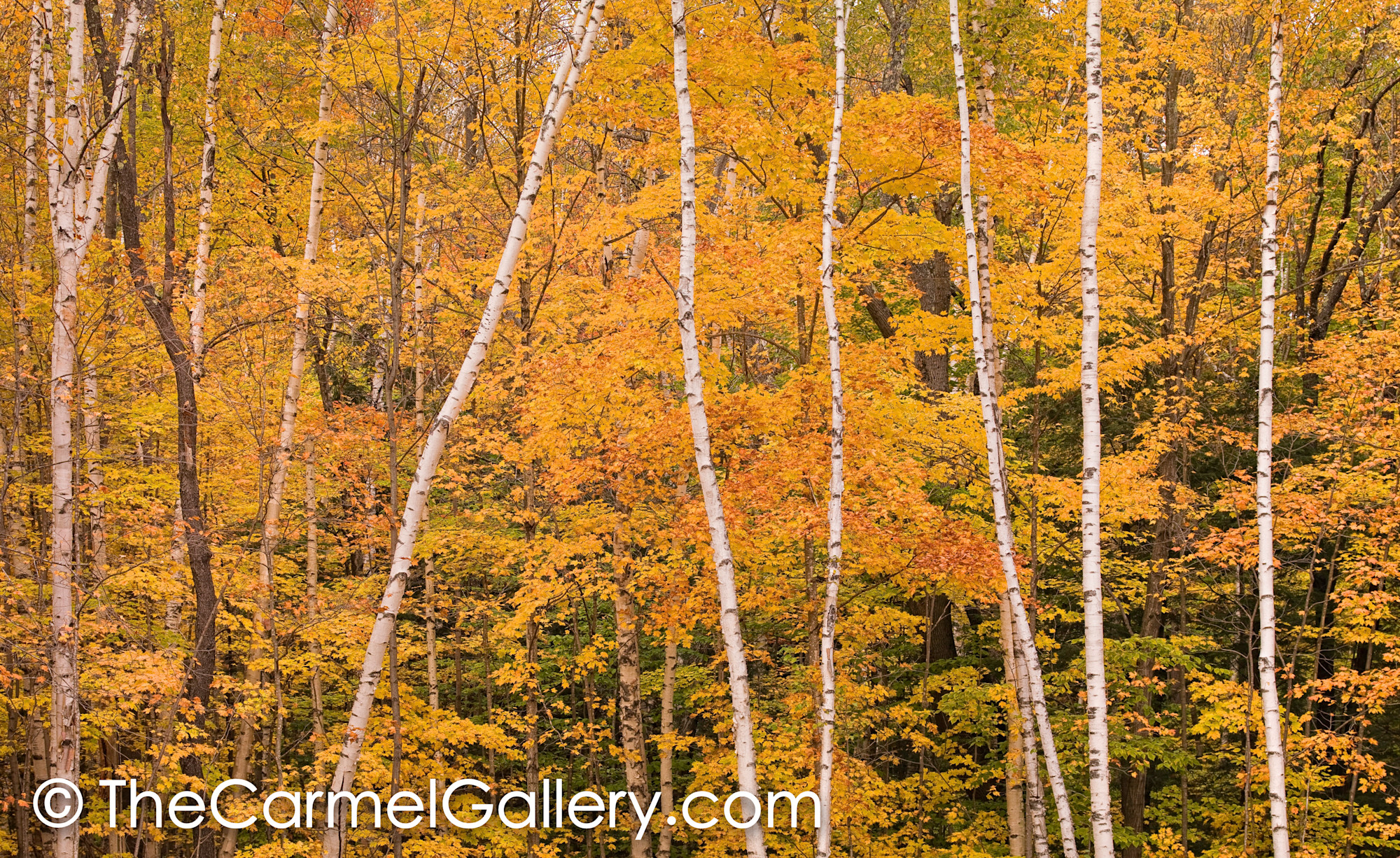 Birch Forest in Autumn