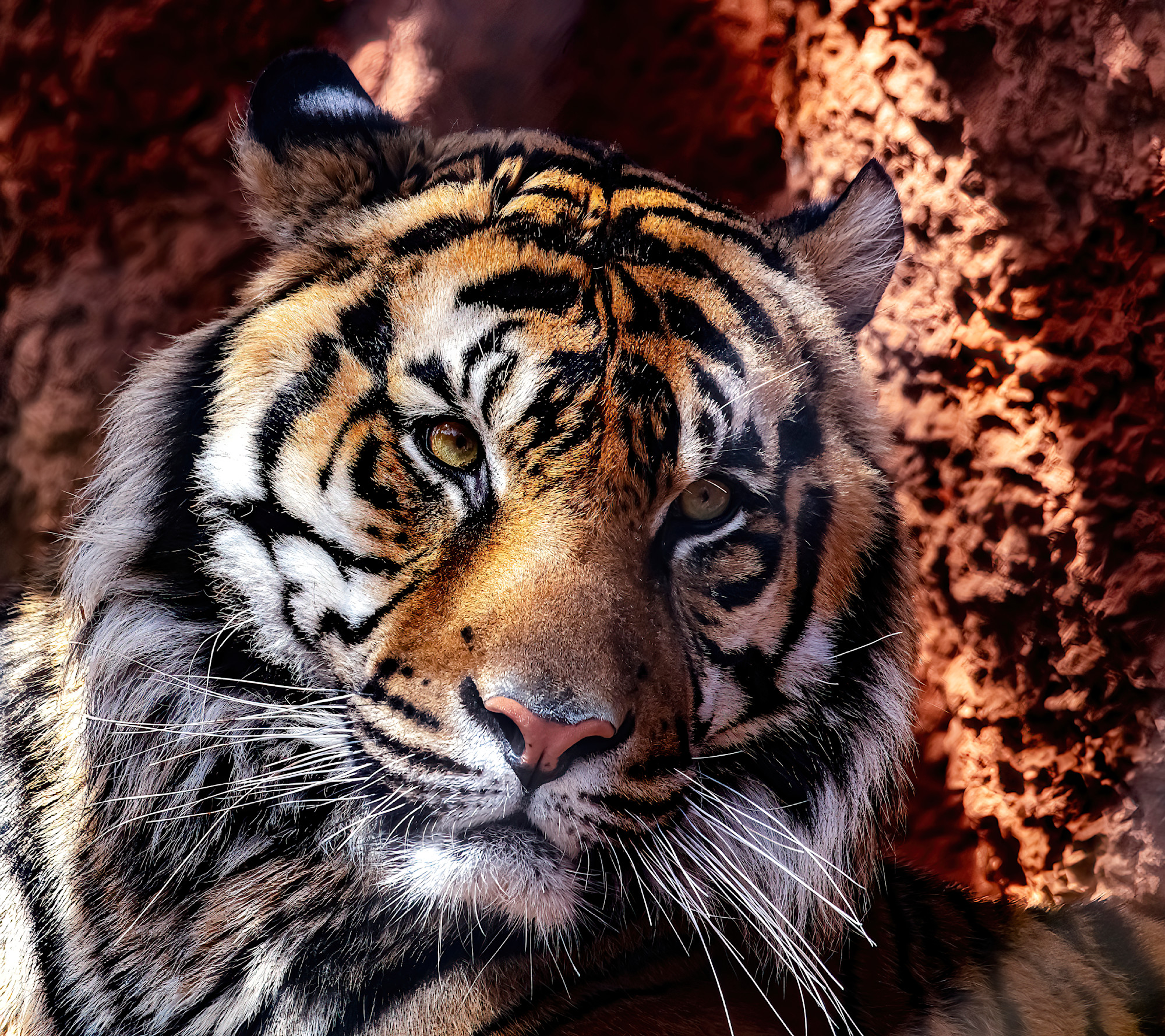 Tiger Up Close And Personal Photography Art | terrymcgraw