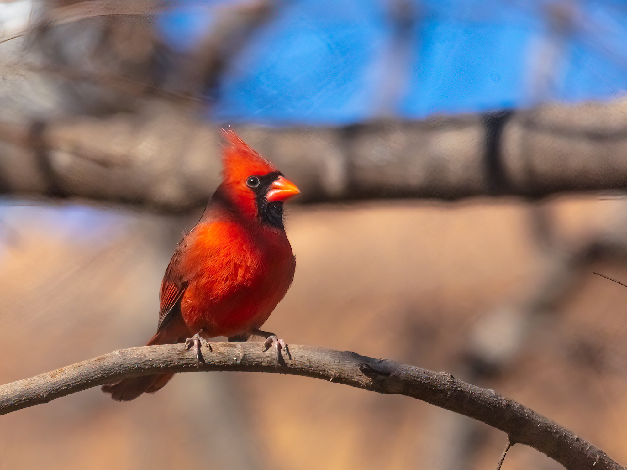 Cardinal Photography Art | terrymcgraw