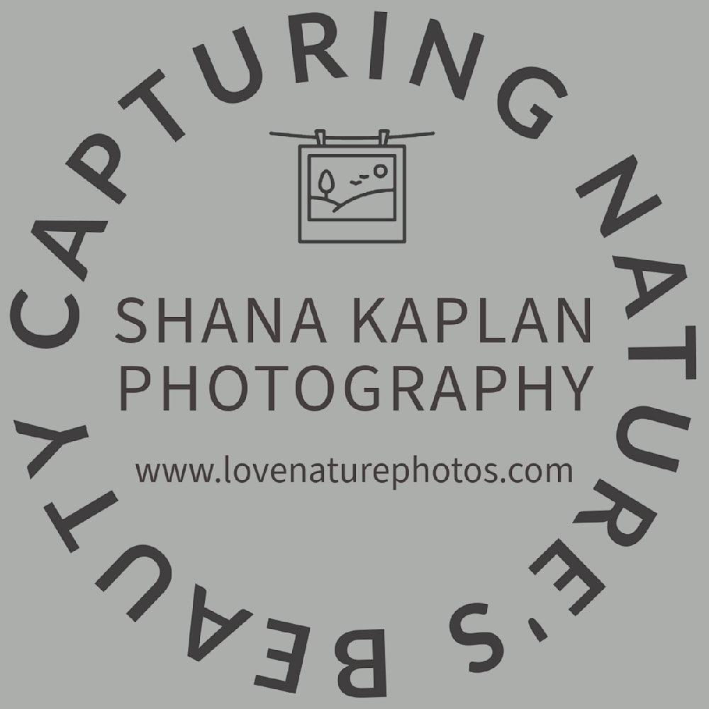 Shop Photography Art | Shana Kaplan Photography