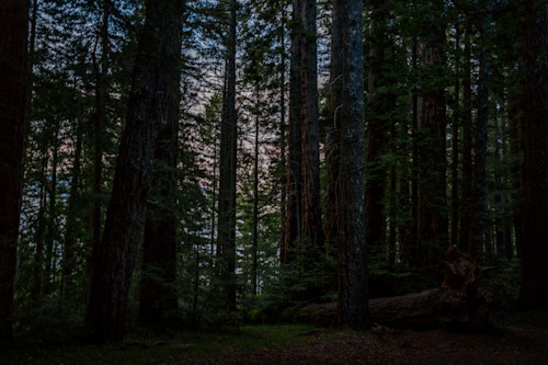 forest at night