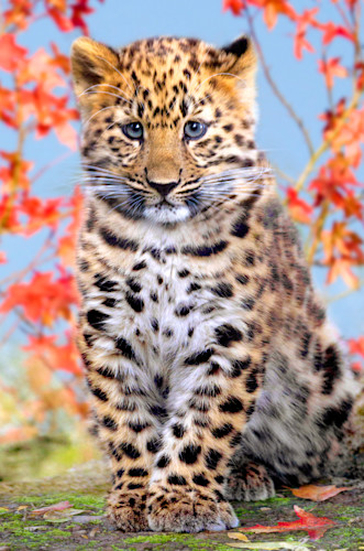 Snow leopard Snow leopard