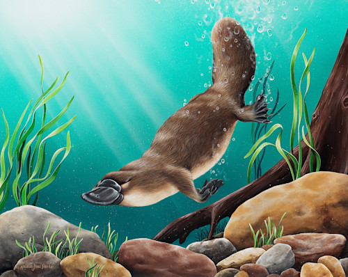 platypus drawing