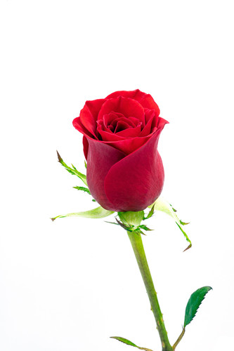 single red rose stem