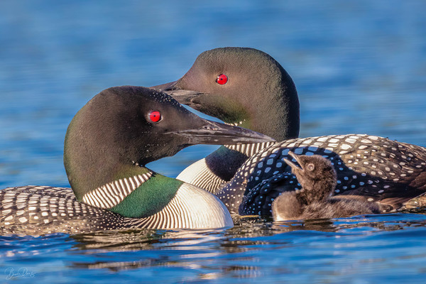 The Loon Family