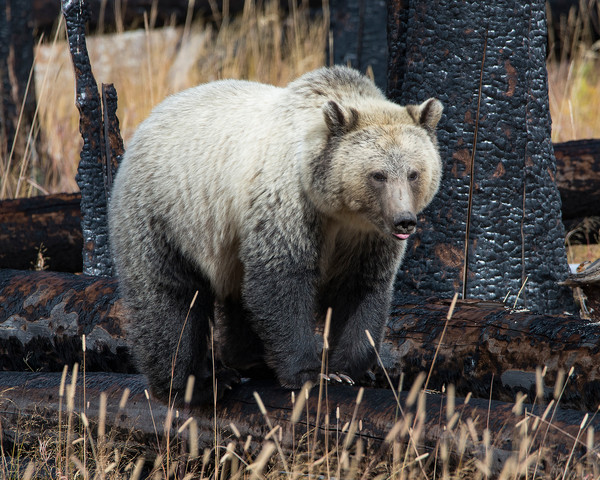 Vo Snow On The Go Art | Open Range Images