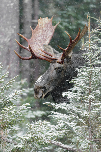 Moose in Spruce