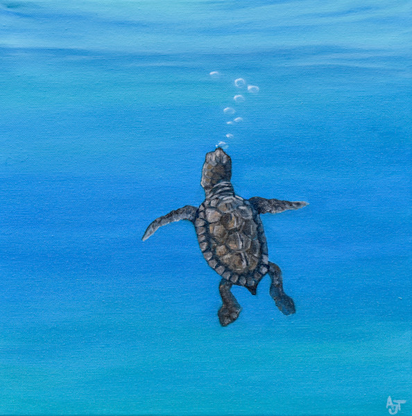 Baby Turtle Art | Ann J Travis Art