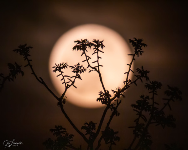 Pink Moon Rising Art | Thriving Artist LLC