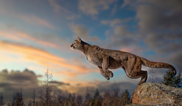 Leaping Lion Photography Art | Jim Collyer Photography