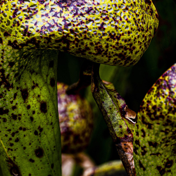 Beautiful and weird Cobra Plant Darlingtonia State Natural Site.