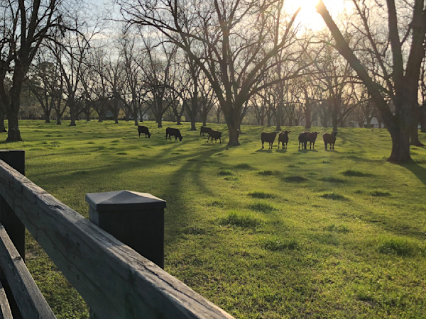 Cows At Sunset In Pecan Orchard Photography Art | Lin Darden Photography