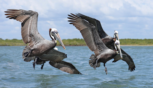 Pelican gallery Photography Art | Shelley Lynch Photography