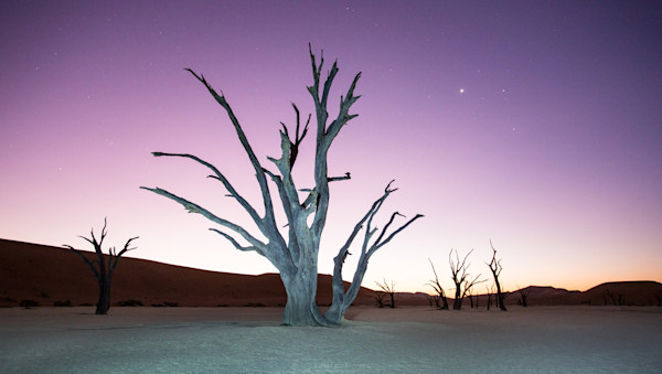 Landscape Photography | Dead Acacia Tree, purple sky | Namibia, Africa