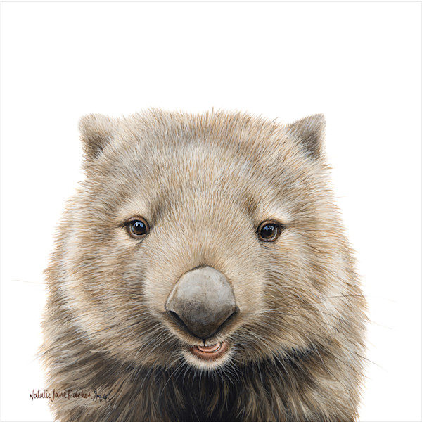 Bare-nosed Wombat - Australian Wildlife Portrait