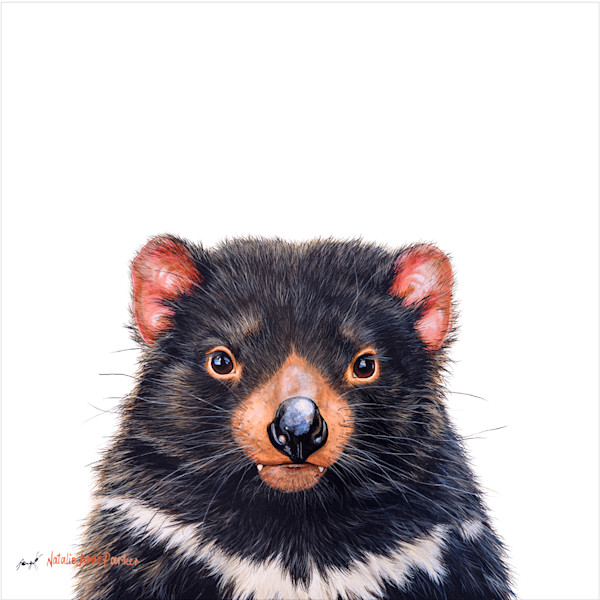 Tasmanian Devil - Australian Wildlife Portrait