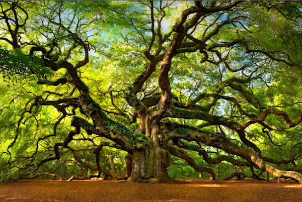 Angelic Witness Photography Art | Zsuzsanna Luciano