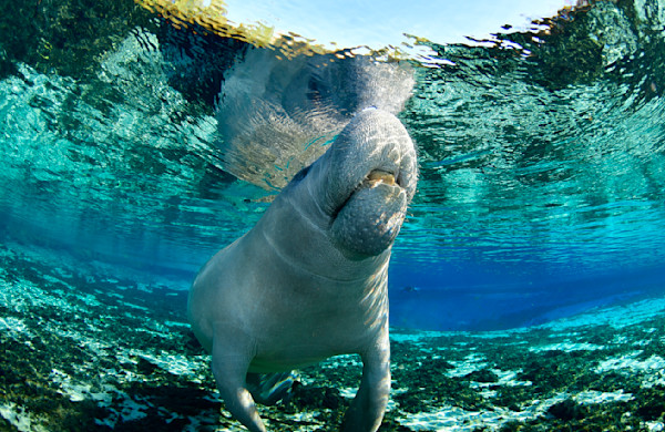 Manatee Photography Art | Moments In Time Photography Mark
