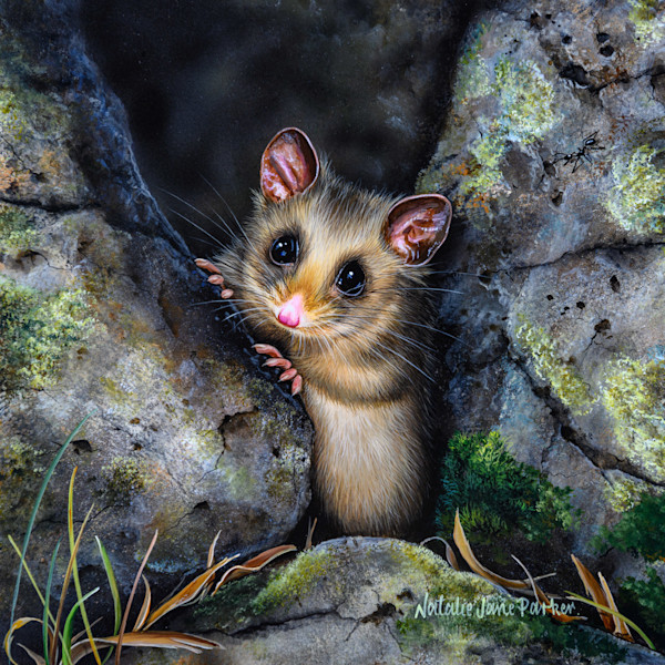 Mountain Pygmy Possum (Burramys parvus) Australian Wildlife Art by ...
