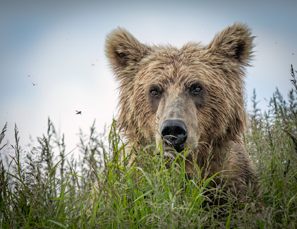 Bear In Weeds Portrait With Flying Bugs 08022023 Art | Open Range Images