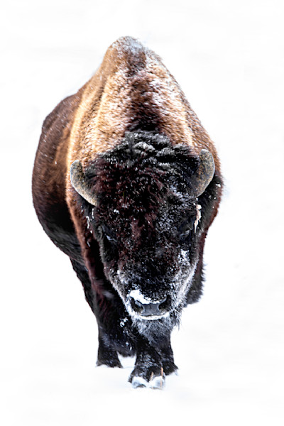 Shop Open Range Images Fine Art