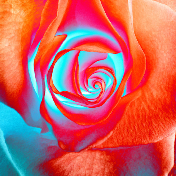 Abstract Rose Art | chetsimpson