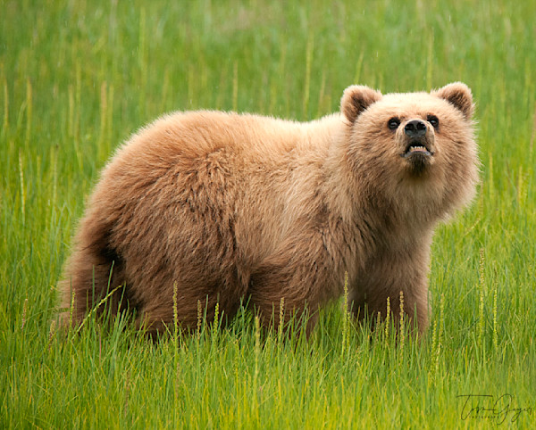 Wildlife Art | Tom geyer Photography