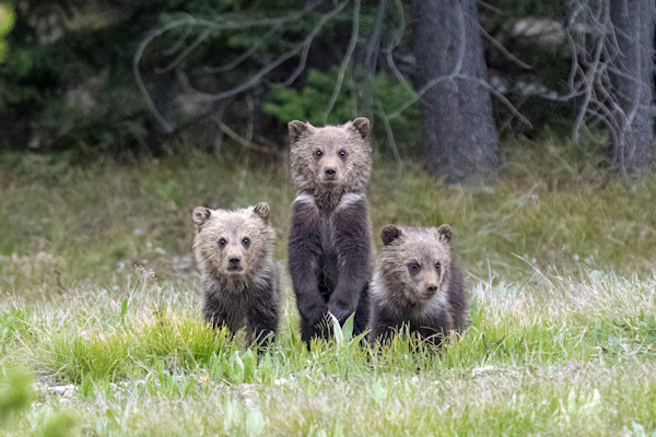 Animals of grand teton national park Photography Art | Doug Morris ...