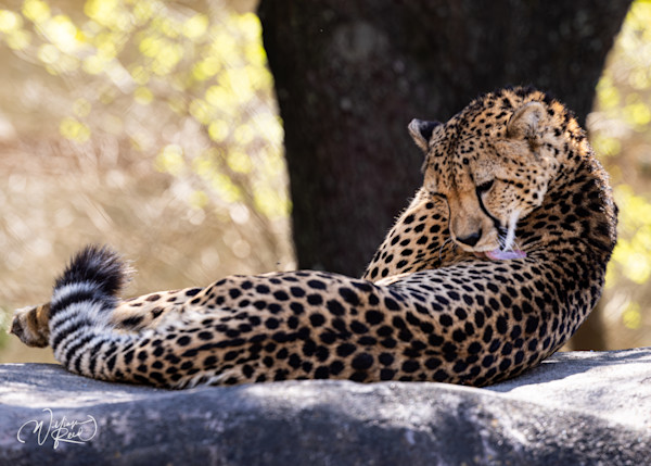 Cheetah 2: "Peaceful Pause" Art | William Reed Artist