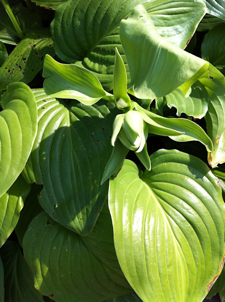 Photographs Art | Sarah Harriz Design