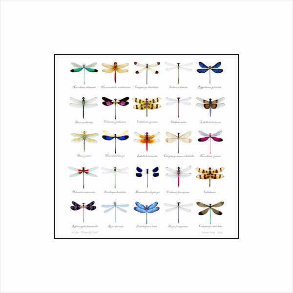 Dragonfly Chart Art | Insectworks.com