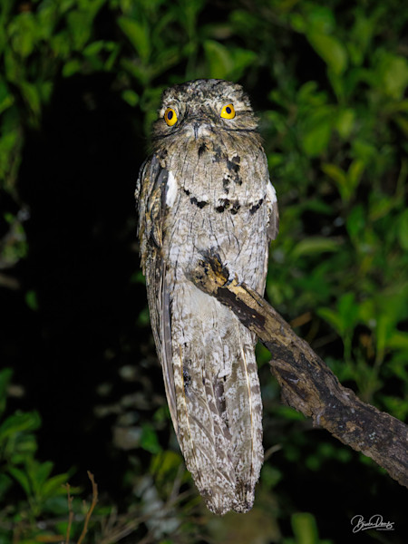 Common Potoo II