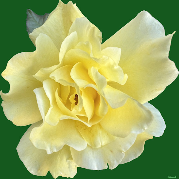 Pale Yellow Rose Portrait Art | Gary Hummel Studio