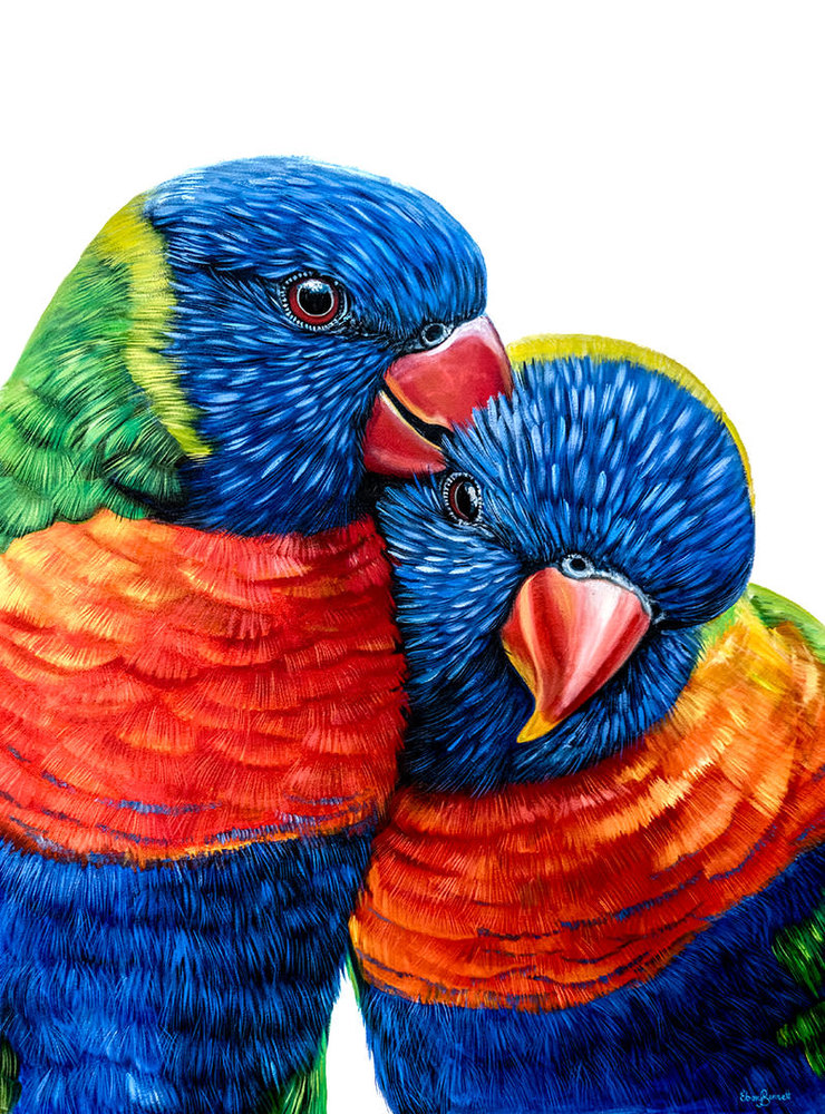 rainbow lorikeet coloring pages
