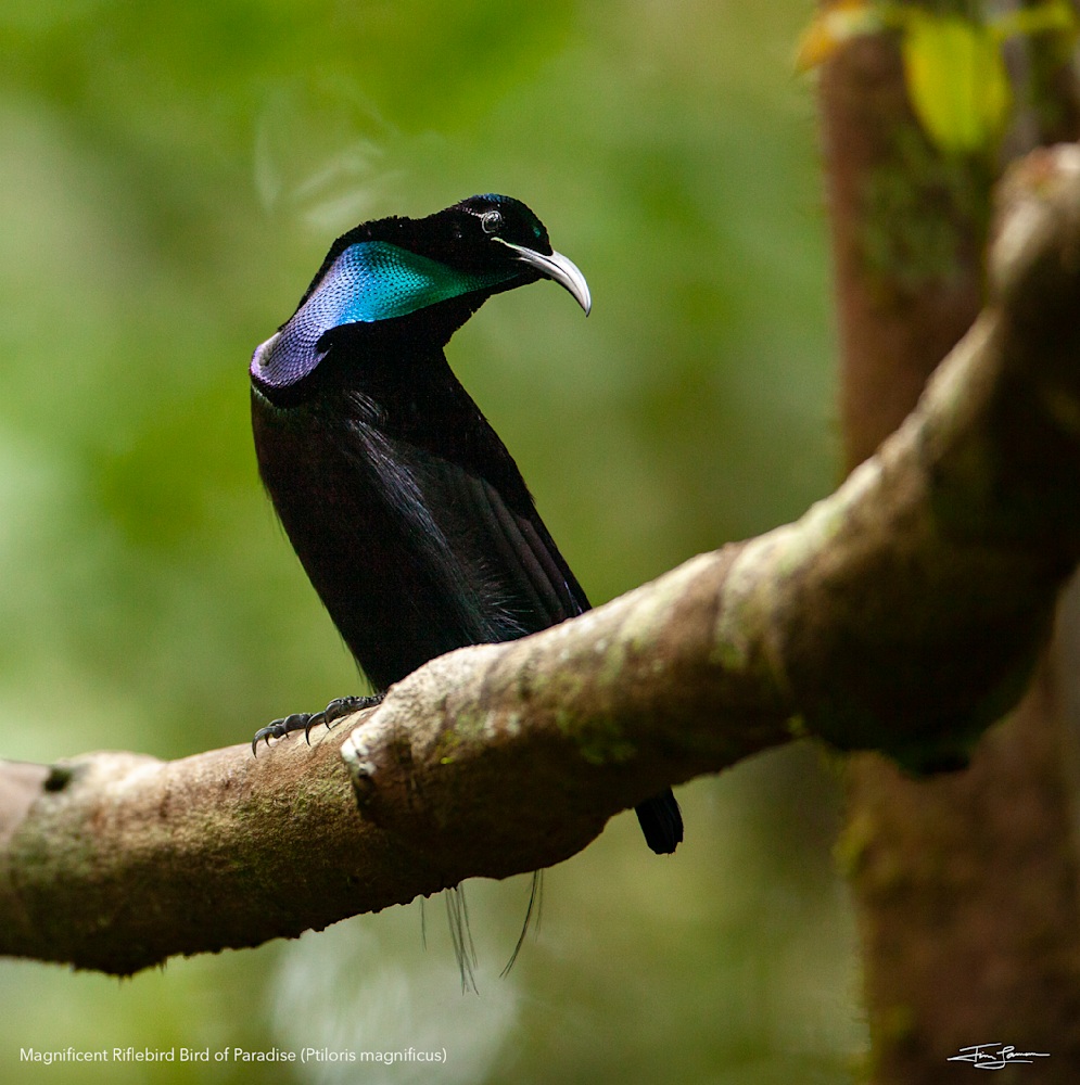 Magnificent Riflebird